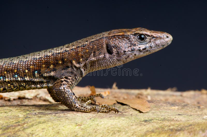Lucertola forestale immagine stock. Immagine di ruanda - 16968353