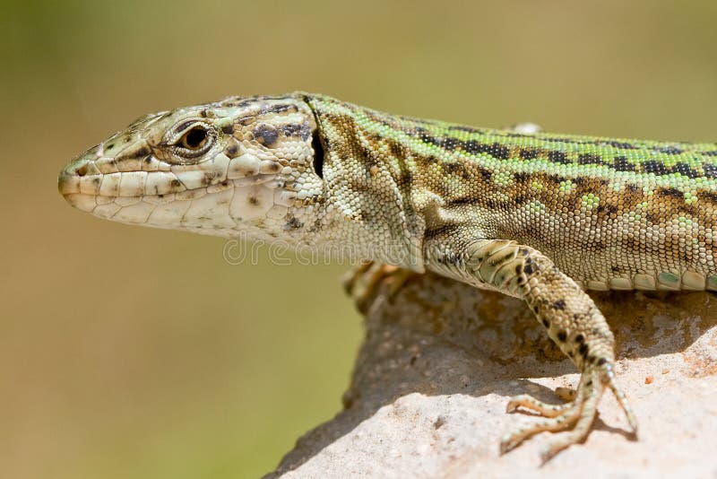 Lucertola Di Ibiza Formentera Fotografia Stock - Immagine di verde ...
