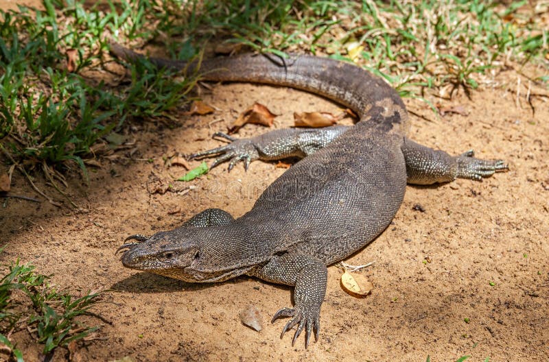 Lucertola di monitor fotografia stock. Immagine di erboso - 58894978