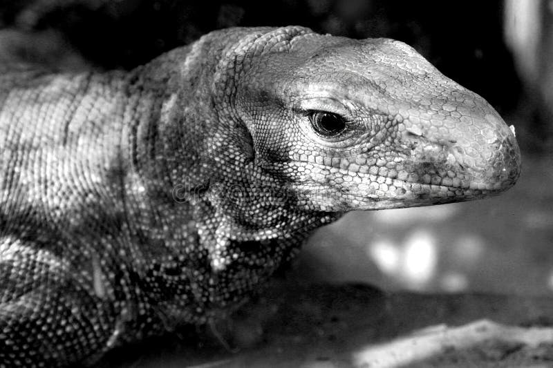 Lucertola di monitor fotografia stock. Immagine di asia - 83554562