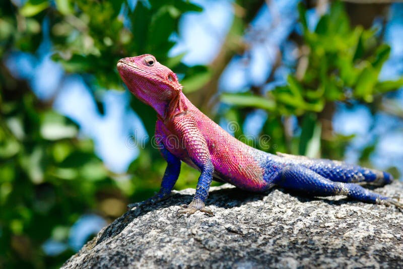 La Lucertola - Skinks Blu-tongued - Genere Australasian Tiliqua Si ...