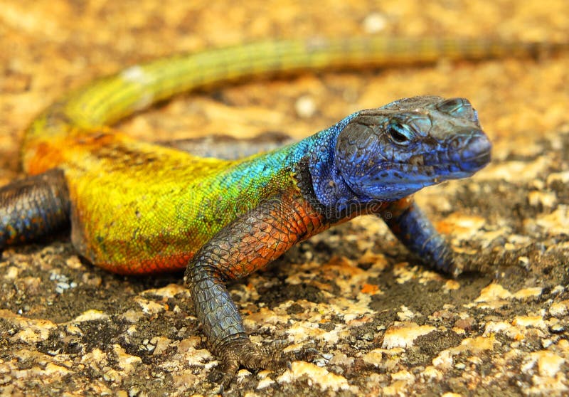 Lucertola Variopinta A Matopos NP Fotografia Stock - Immagine di ...