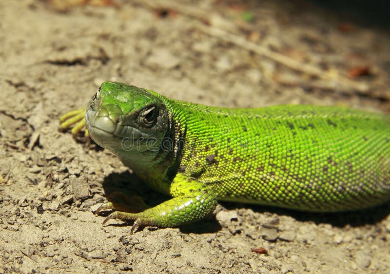 Lucertola verde fotografia stock. Immagine di animale - 24938236