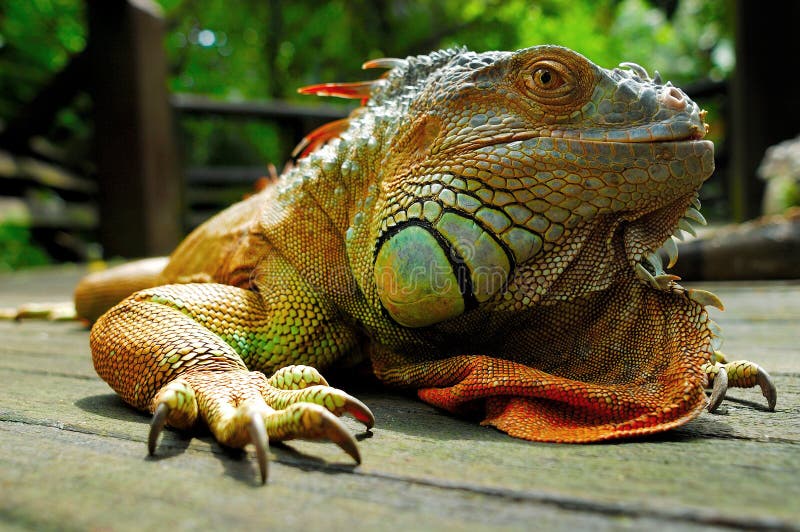Lucertole Selvatiche Che Si Scaldano Al Sole Immagine Stock - Immagine ...