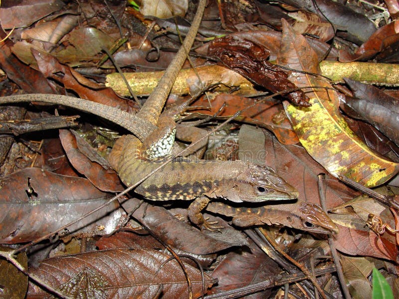 Lucertole immagine stock. Immagine di lucertola, fauna - 96884765