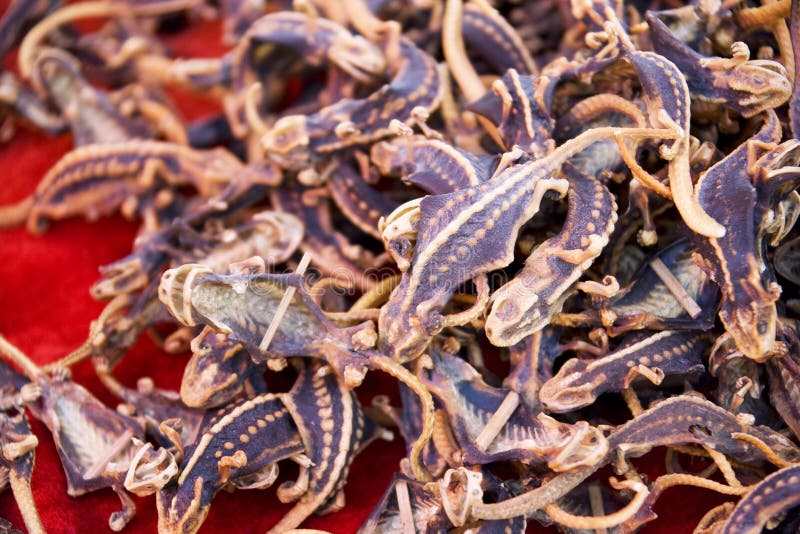 Lucertole Medicinali Secche Fotografia Stock - Immagine di medicina ...