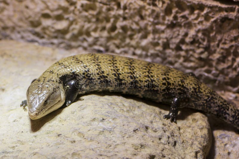Lucertole molto grandi immagine stock. Immagine di colorato - 44370629