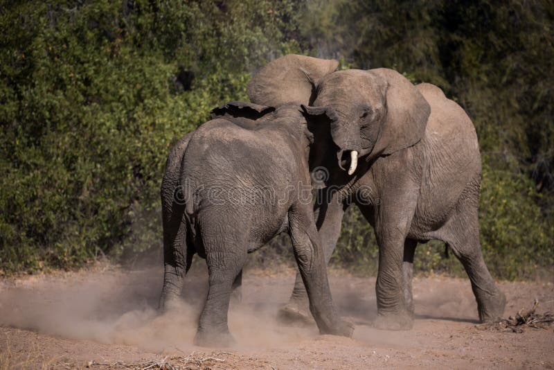 Lucha Del Juego De Los Elefantes Foto de archivo - Imagen de africano ...
