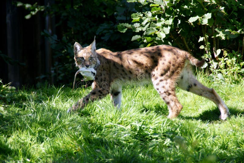 Rotluchs (Luchs Rufus) Steht Auf Der Niederlassung, Die Recht Schaut ...