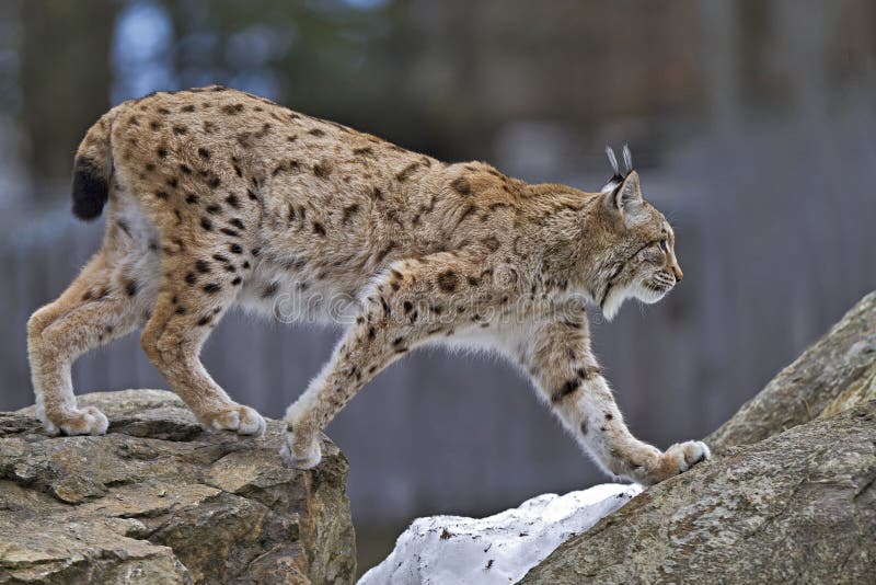 Luchs auf dem Felsen stockbild. Bild von pelz, leistungsfähig - 25976657