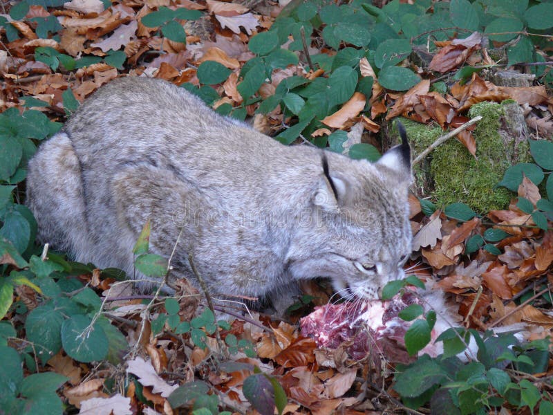 Luchs, Der Ein Kaninchen Isst Stockbild - Bild von nave, fleischfresser ...