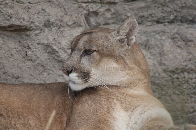 Luchs Oder Puma, Puma Concolor Stockbild - Bild von felsig, berge ...