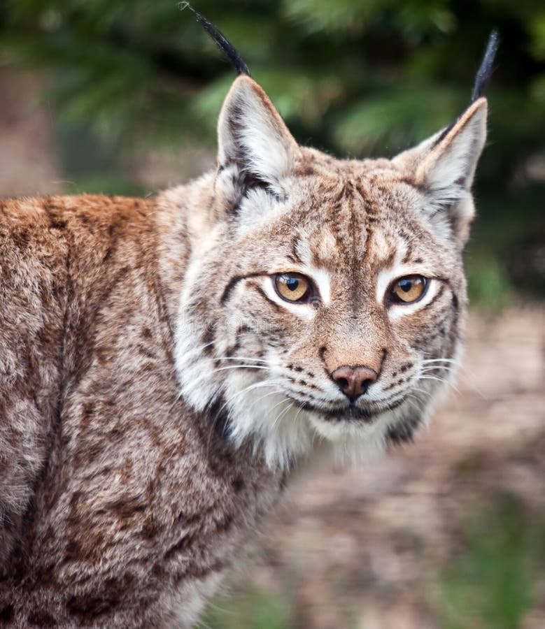 Rotluchs (Luchs Rufus) Steht Auf Der Niederlassung, Die Recht Schaut ...