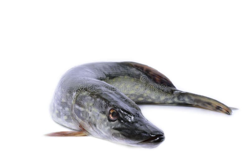 Lucio De Los Pescados Aislado Foto de archivo - Imagen de fondo ...