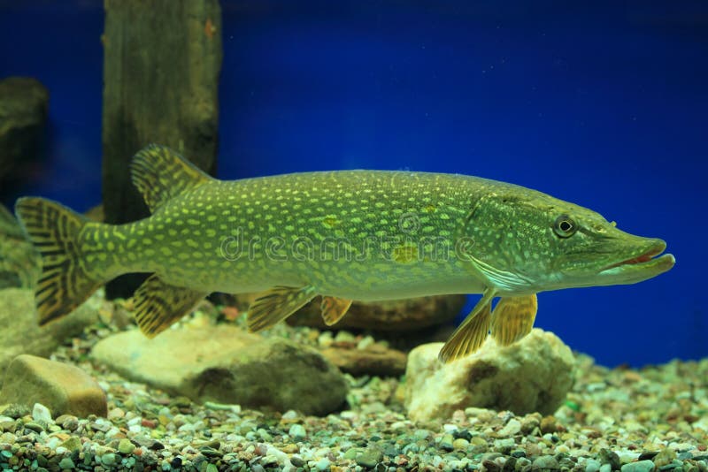 Lucio europeo foto de archivo. Imagen de detalle, pescados - 51853088