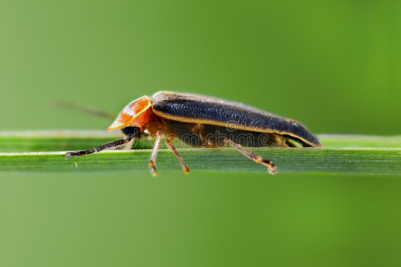 Luciole photo stock. Image du insecte, nature, copie - 20415202