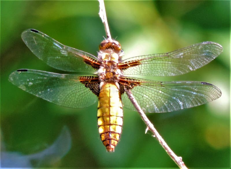 3,949 Photos de Luciole - Photos de stock gratuites et libres de droits ...