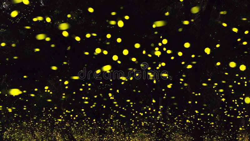 Luciole, Insectes De Foudre Sur Le Fond Noir Photo stock - Image du ...