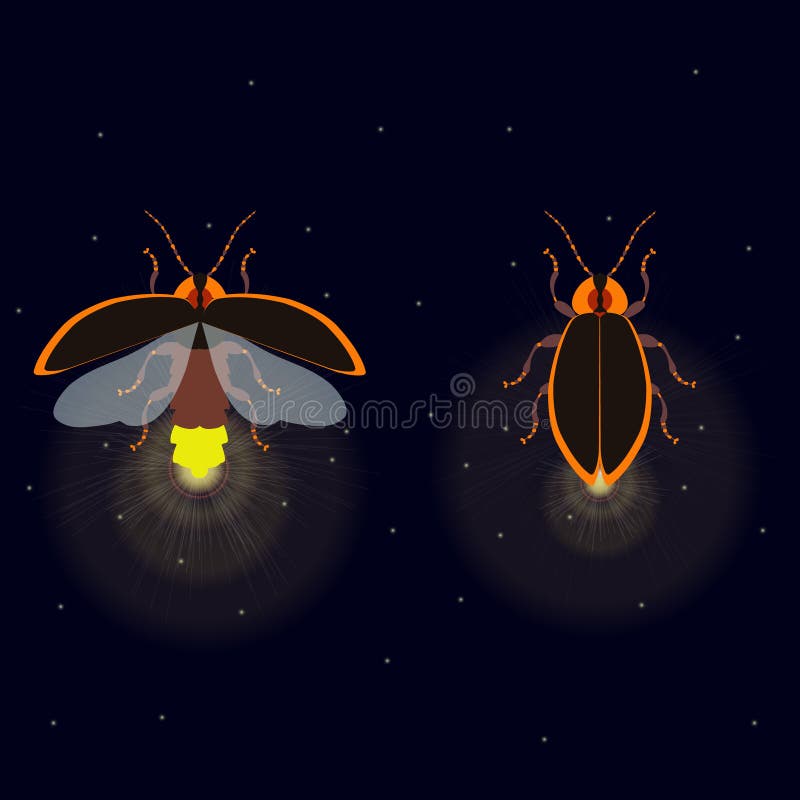 Luciole Stock Illustrations, Vecteurs, & Clipart – (5,644 Stock ...