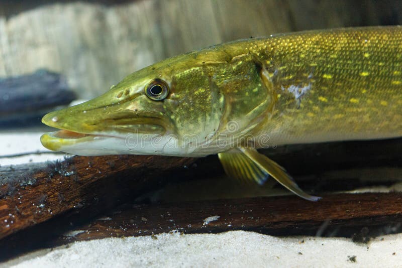 Lucio Europeo Y X28; Lucius& X29 De Esox; Imagen de archivo - Imagen de ...