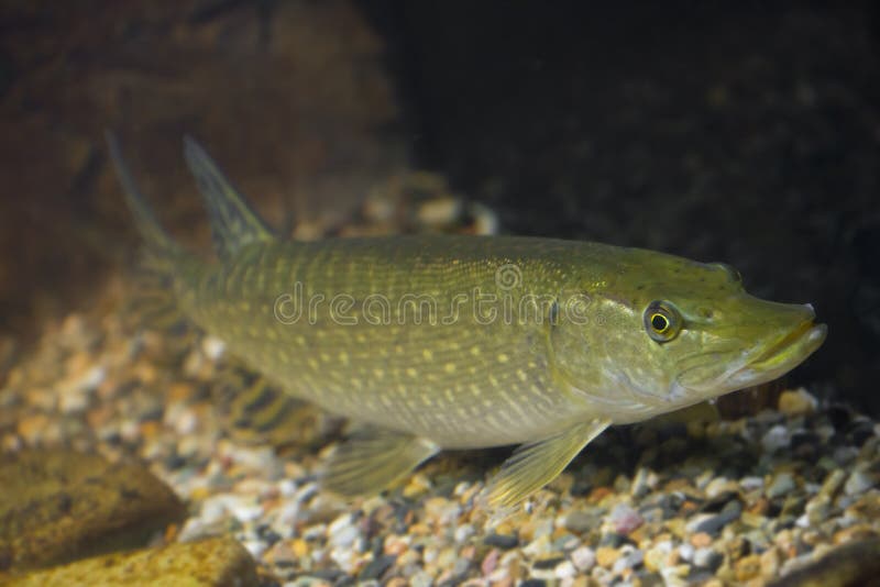 Lucius De Esox - Pescado Del Lucio Foto de archivo - Imagen de acuario ...