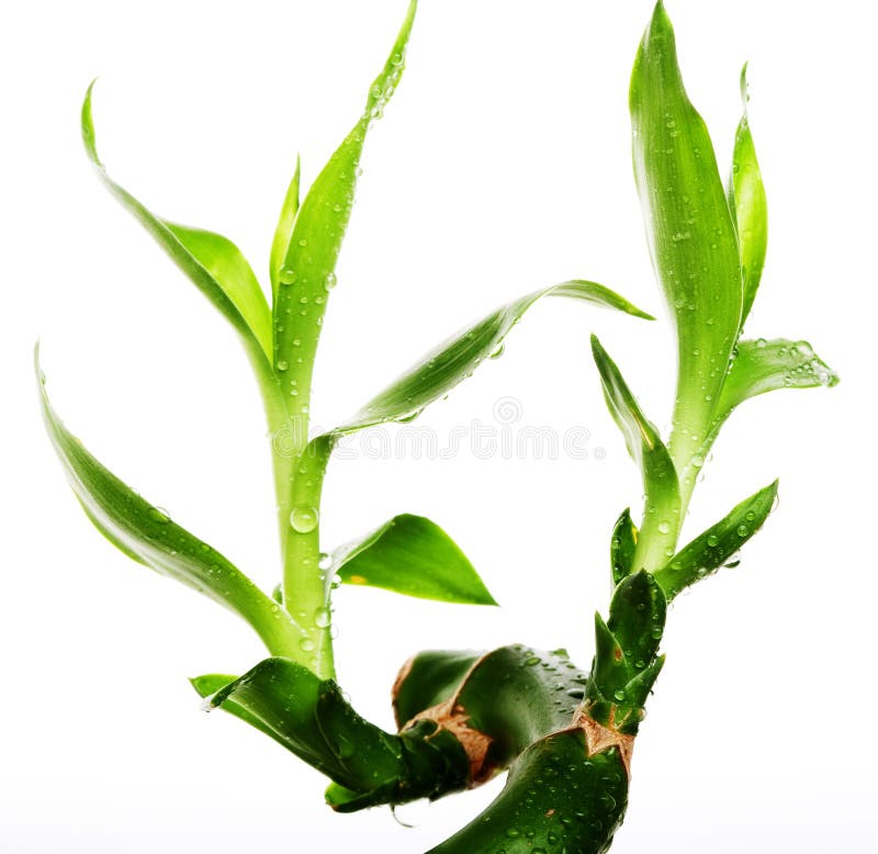 Lucky bamboo stock photo. Image of nature, green, lucky - 5643110