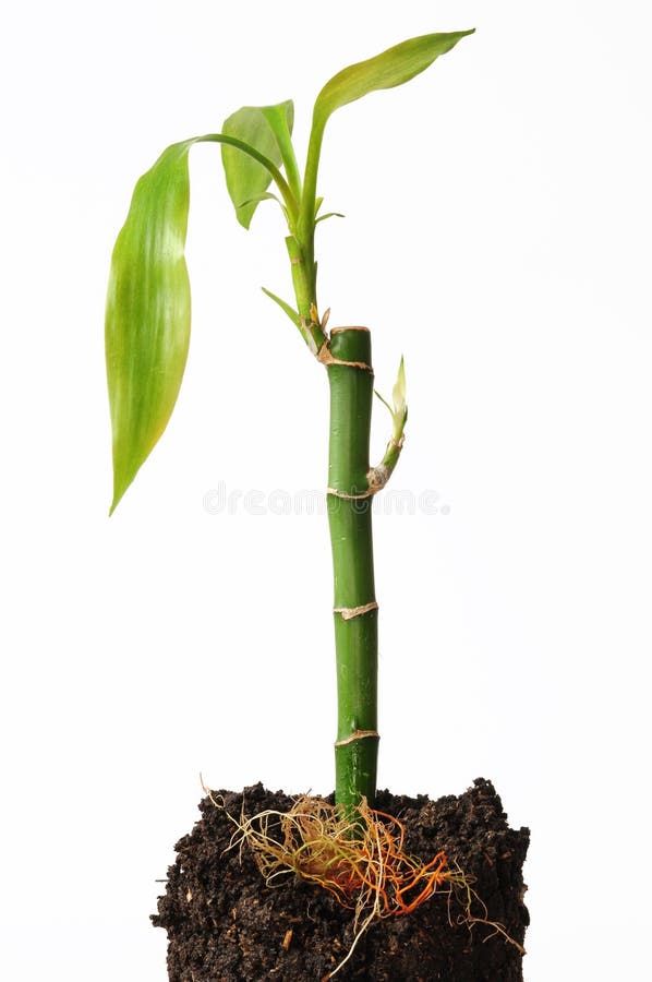 Lucky bamboo. stock photo. Image of green, nature, earth - 13245712
