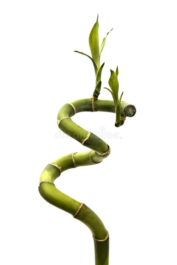 Lucky bamboo and stones stock image. Image of feng, asia - 10579295