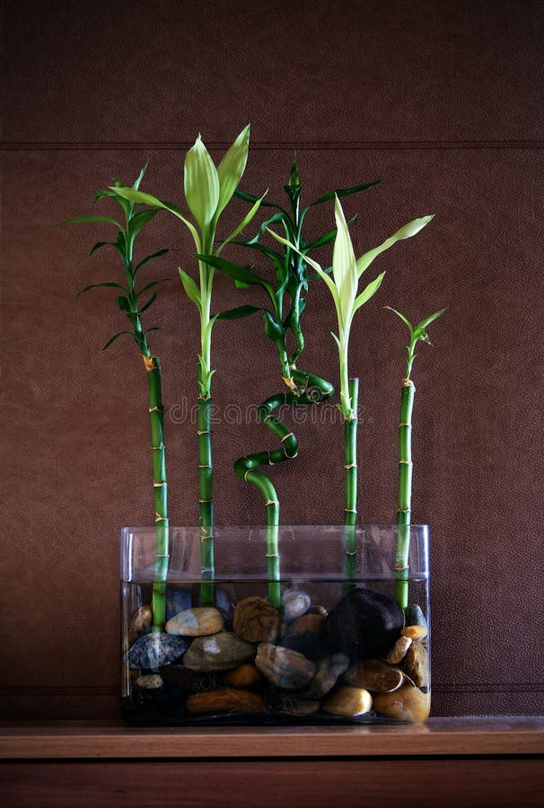 Lucky Bamboo Trees in a Glass Stock Photo - Image of indoor, bamboo ...