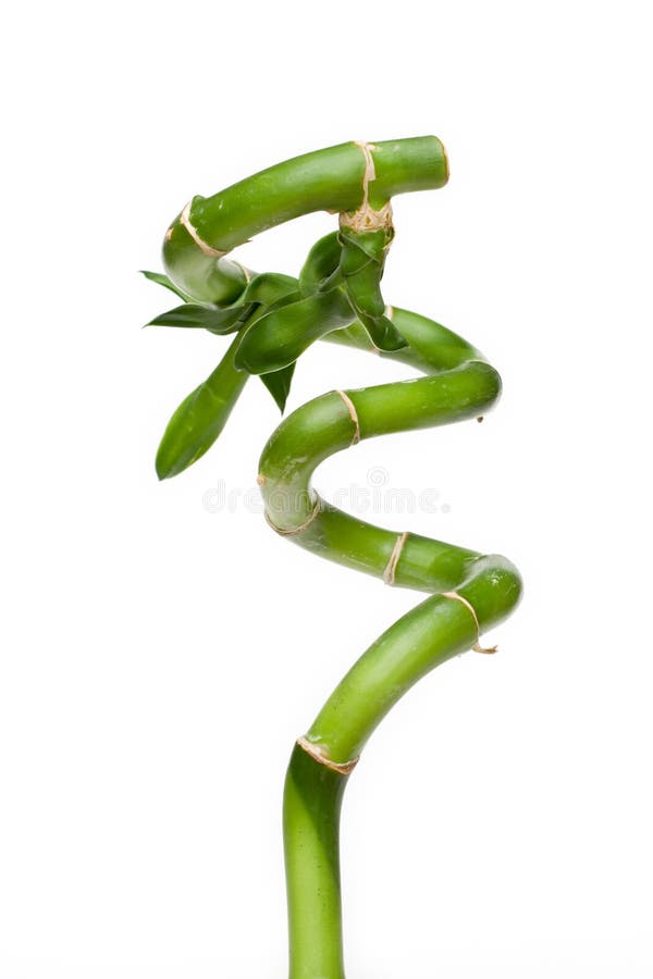 Lucky bamboo stock image. Image of tree, asia, chinese - 1635879
