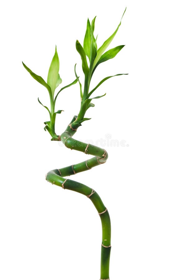 Lucky bamboo stock image. Image of tree, asia, chinese - 1635879