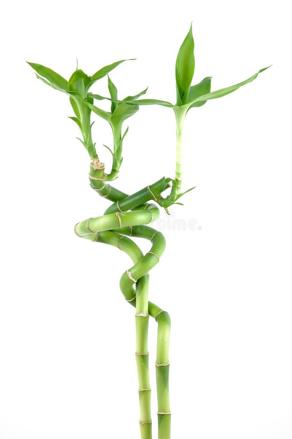 Lucky bamboo stock photo. Image of leaves, lucky, bamboo - 958190