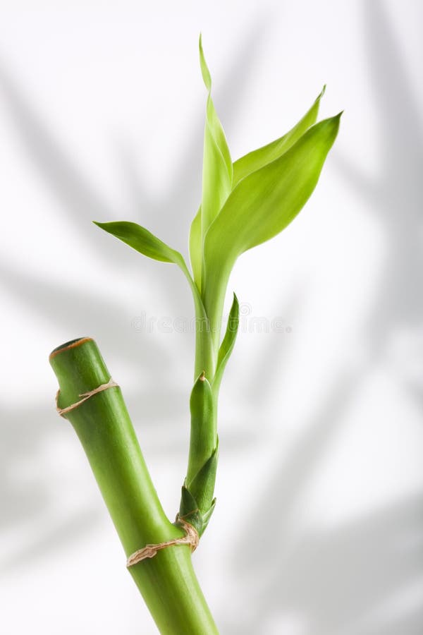 Bamboo plant sprouting stock photo. Image of closeup, beginnings - 5907450 Bamboo plant sprouting stock photo. Image of closeup, beginnings - 5907450