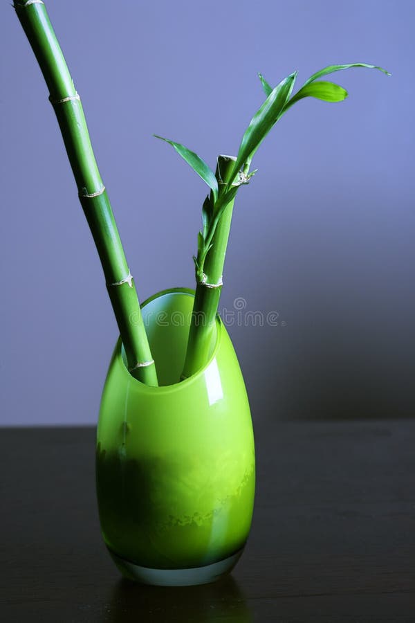 Lucky Bamboo Desk Plant Stock Photos - Free & Royalty-Free Stock Photos ...