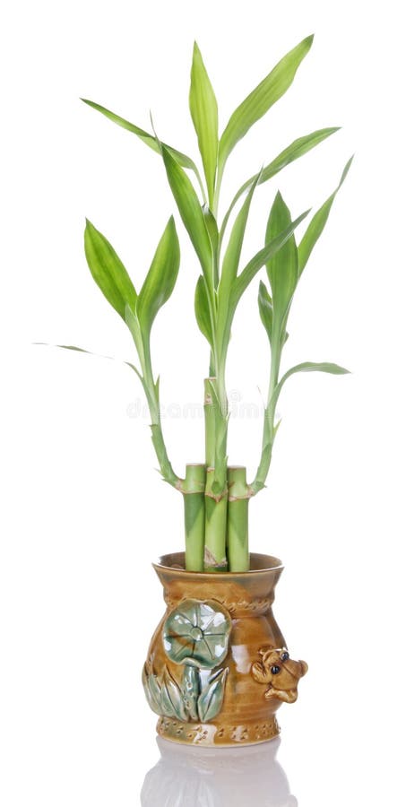 Lucky Bamboo Plant in Ceramic Pot Stock Image - Image of flower, cutout ...