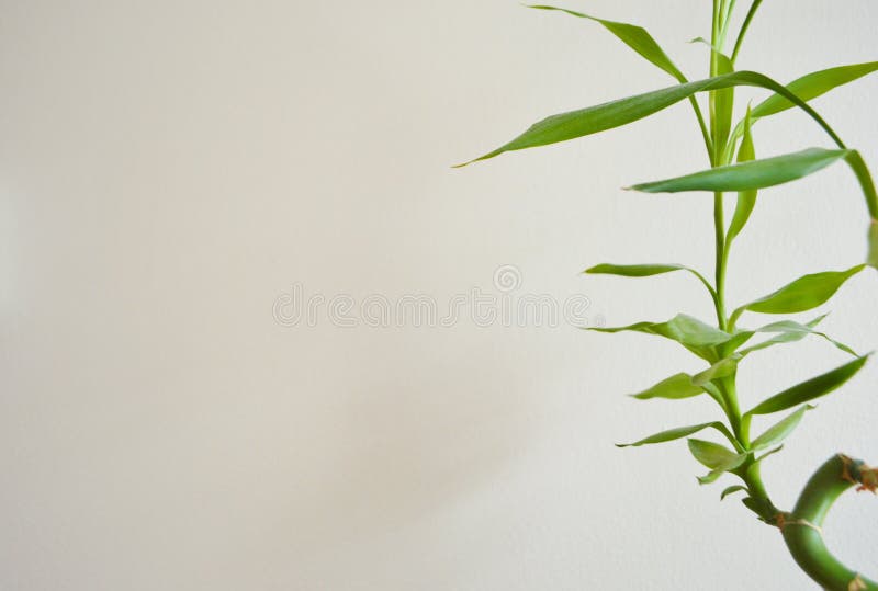 Lucky Bamboo Plant Front View Background Stock Photo - Image of peace ...