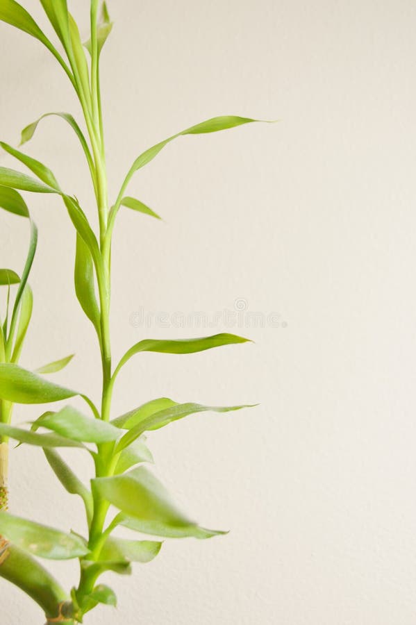Lucky Bamboo Plant on Left Side Vertical Background Stock Photo - Image ...