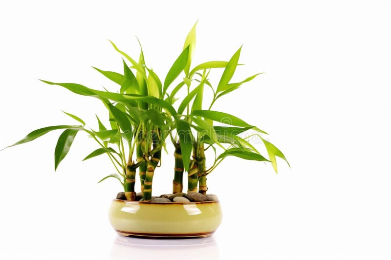 Lucky Bamboo Plant. Small Bamboo in the Pot Stock Illustration ...