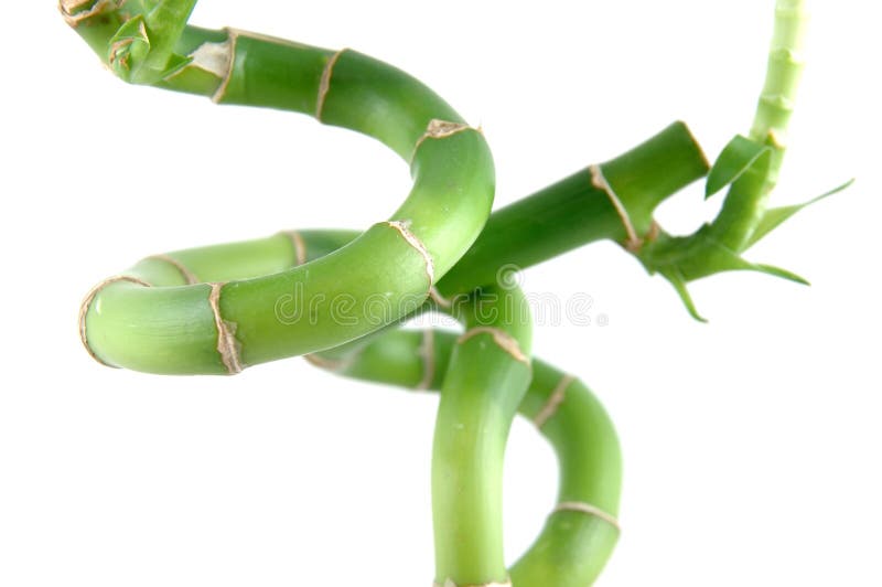 Twisted bamboo stock image. Image of abstract, asia, luck - 478355