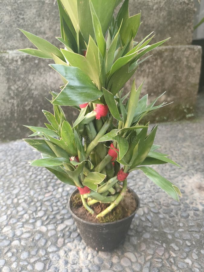 Lucky bamboo tree stock image. Image of herb, houseplant - 263770057