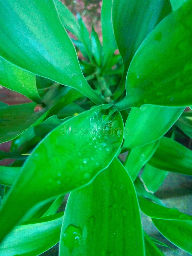 Lucky Bamboo a Tree Plant stock image. Image of branch - 257225697