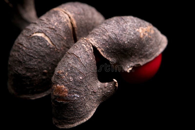 Lucky Bean Seeds stock photo. Image of bright, nature - 23799162