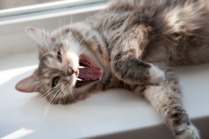 Lucky Cats,angry Cat with an Open Mouth and Teeth Stock Photo - Image ...