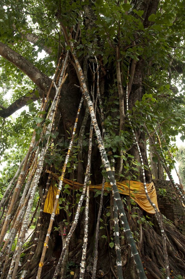 Lucky charm tree stock photo. Image of charm, buddism - 17180970