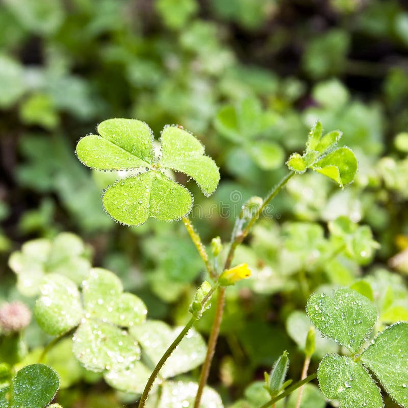 Lucky clover stock image. Image of luck, wishes, symbol - 13200227