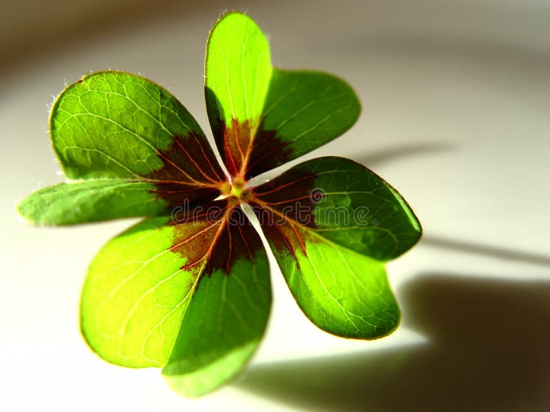 Lucky clover stock image. Image of shamrock, leaf, wishes - 59215