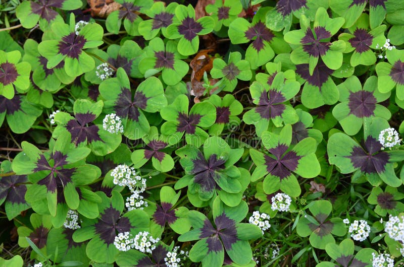 Oxalis Tetraphylla, `Lucky Clover` and `lucky Leaf`, Green Clover Top ...