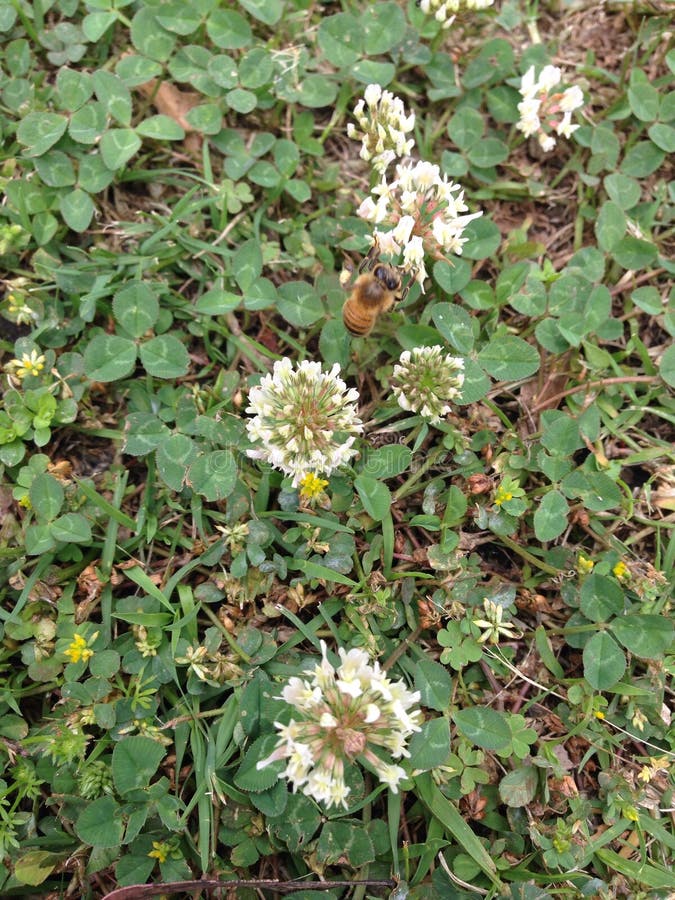 Lucky Clover stock photo. Image of patch, clover, lucky - 80457132