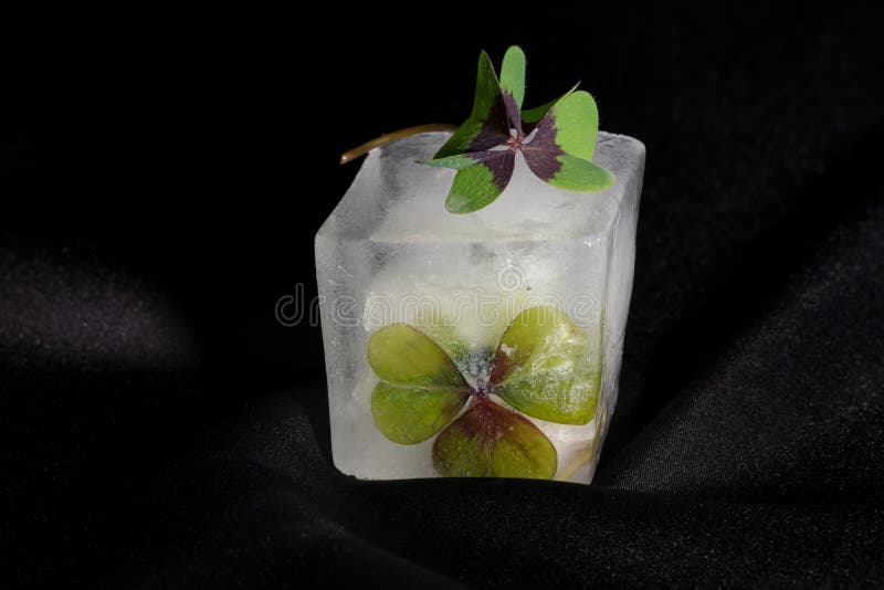 Frozen Clovers Stock Photos - Free & Royalty-Free Stock Photos from ...
