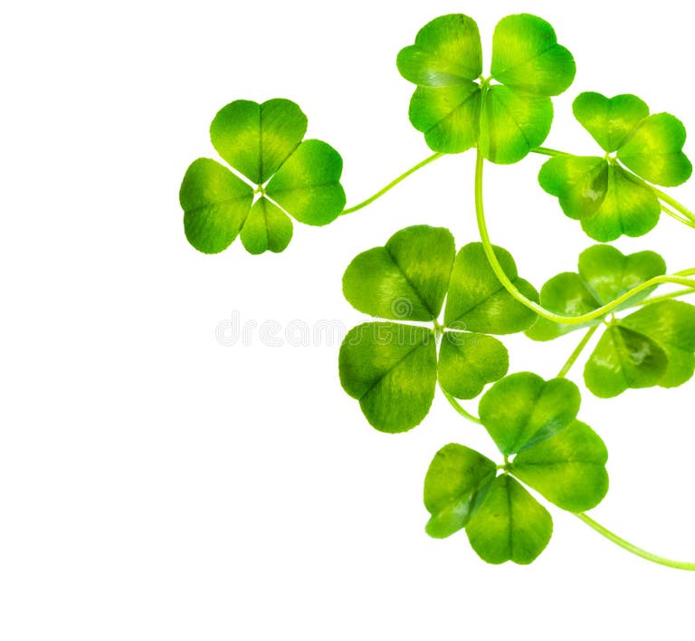 Lucky clovers stock photo. Image of good, isolated, leaf - 13333732